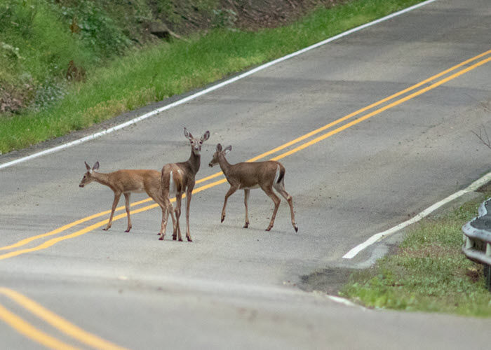 Car vs. deer crashes in Connecticut: What to know | Conti, Levy ...